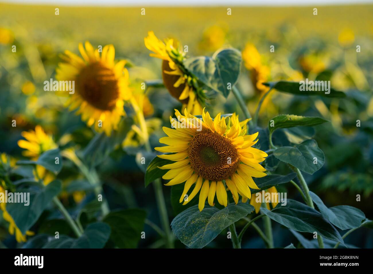 A beauty yellow sunflowers is blooming. Sunflower natural background ...