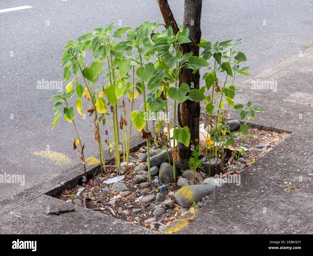 Portland, Oregon, USA. 31st July, 2021. Urban greenery adds CO 2 to the ...