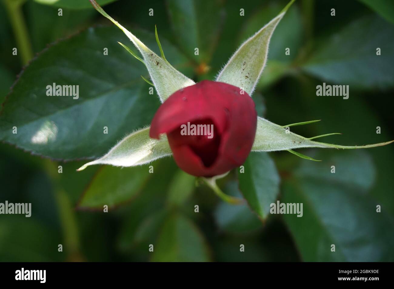 Budding rose hi-res stock photography and images - Alamy