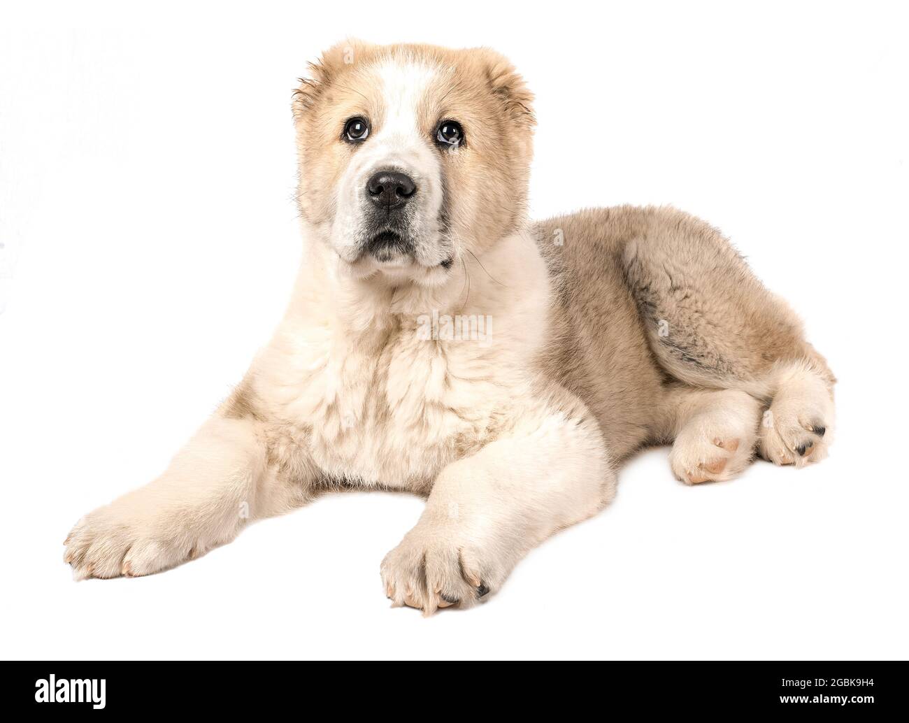 Central Asian Shepherd Dog alabai puppy lays watching seriously white ...