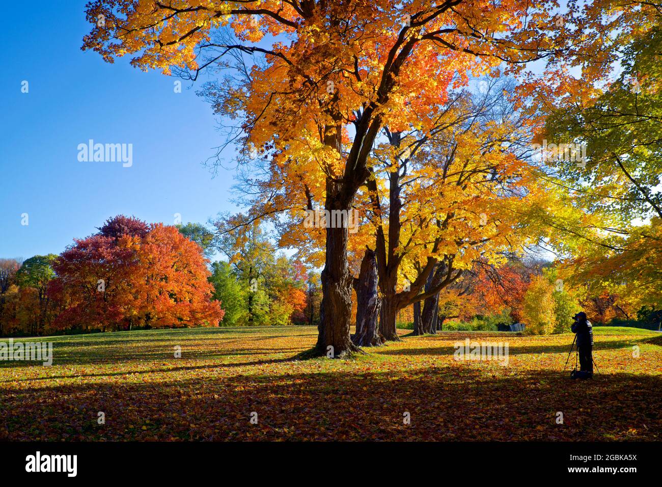 Photographer taking a photo of the maple trees with leaves covered the ...