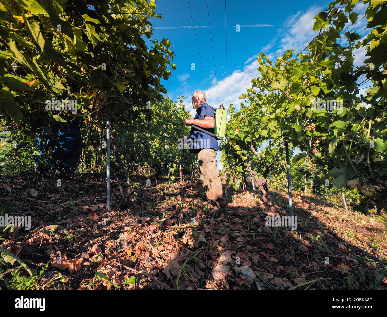farmer spraying fungicide to organic grape vines Stock Photo - Alamy