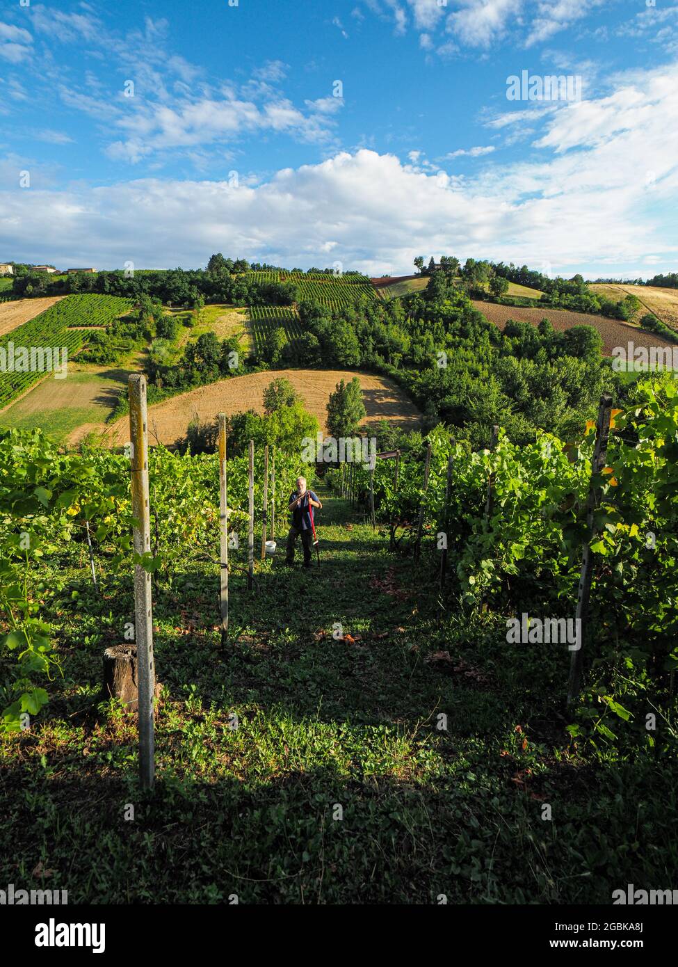 farmer spraying fungicide to organic grape vines Stock Photo - Alamy