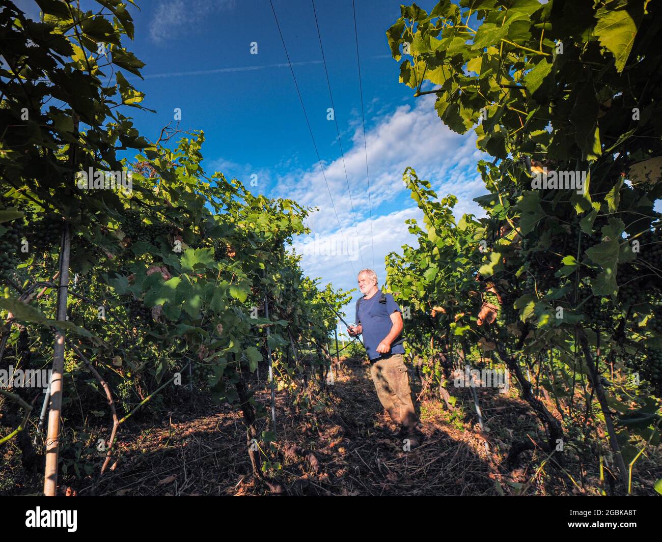 farmer spraying fungicide to organic grape vines Stock Photo - Alamy