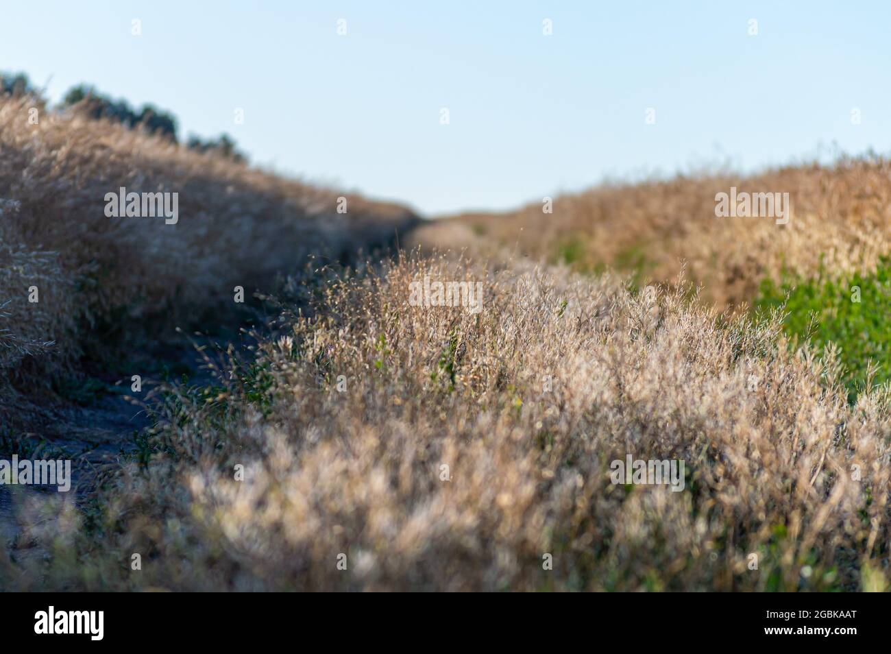 Dry grass in the field pathway Stock Photo - Alamy