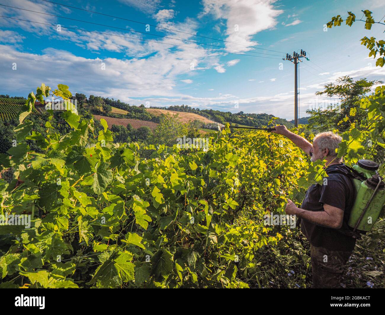 farmer spraying fungicide to organic grape vines Stock Photo - Alamy