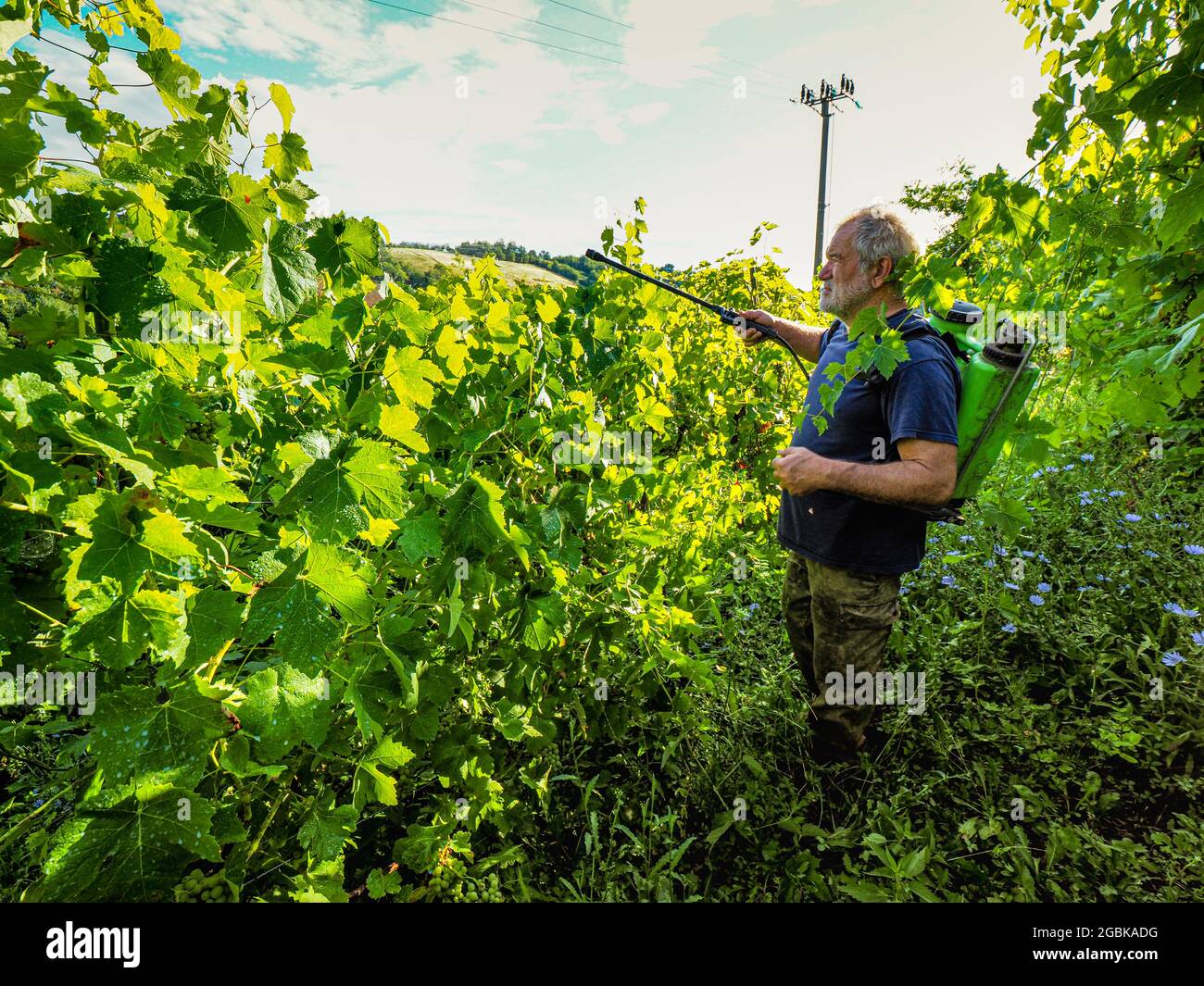 farmer spraying fungicide to organic grape vines Stock Photo - Alamy