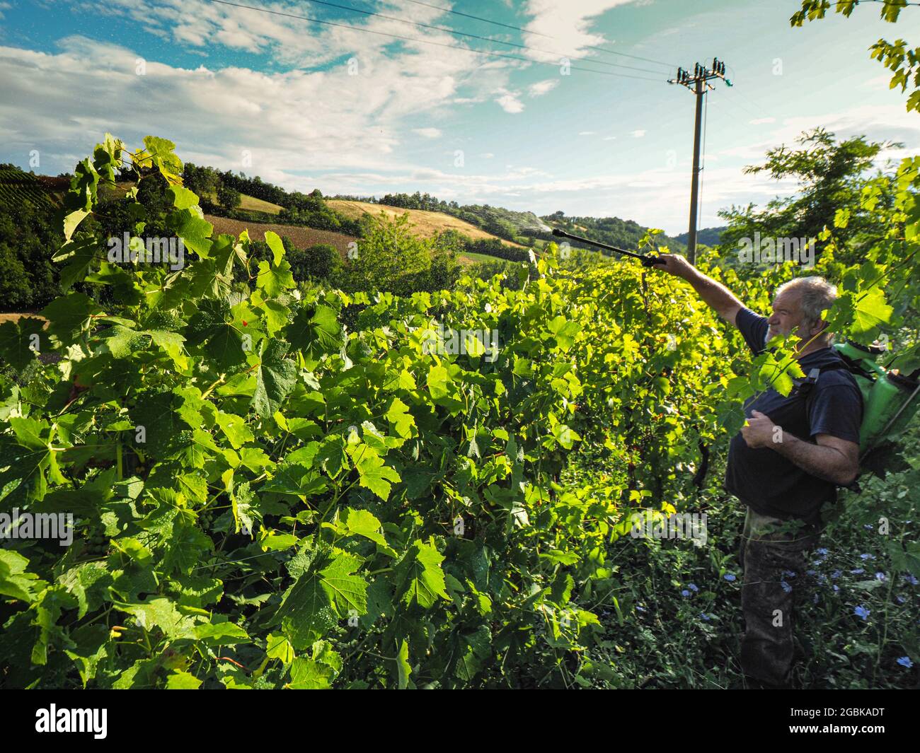 farmer spraying fungicide to organic grape vines Stock Photo - Alamy