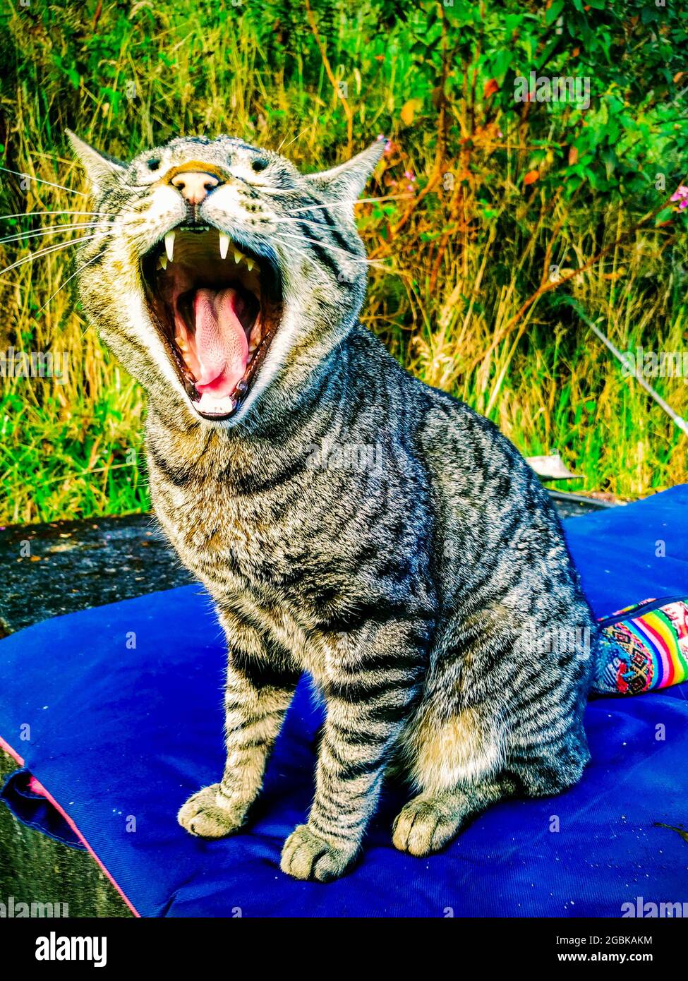 cat waking up and looking funny Stock Photo - Alamy