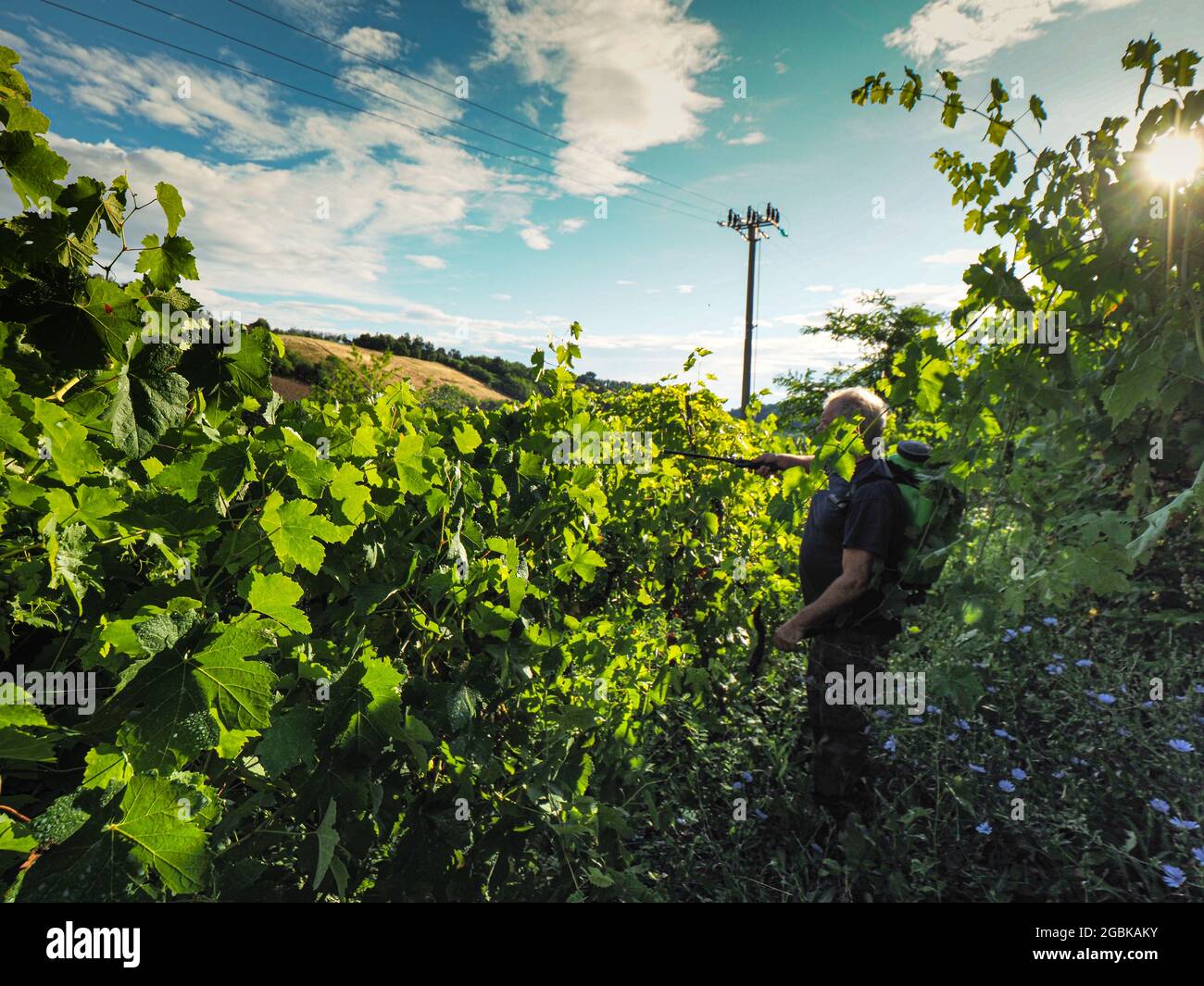 farmer spraying fungicide to organic grape vines Stock Photo - Alamy