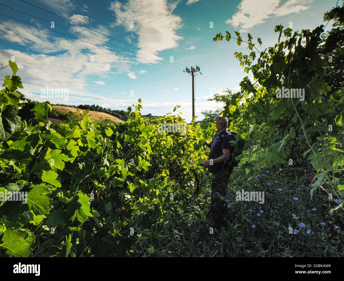 farmer spraying fungicide to organic grape vines Stock Photo - Alamy