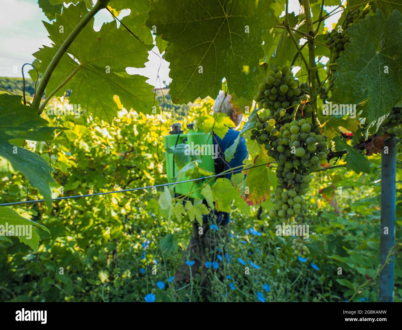 farmer spraying fungicide to organic grape vines Stock Photo - Alamy