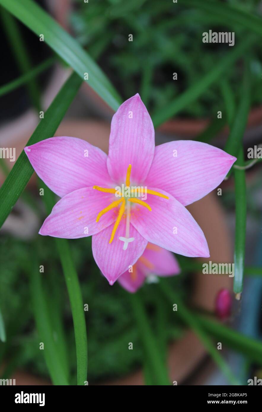 A PInk Rain Lily Flower Stock Photo - Alamy