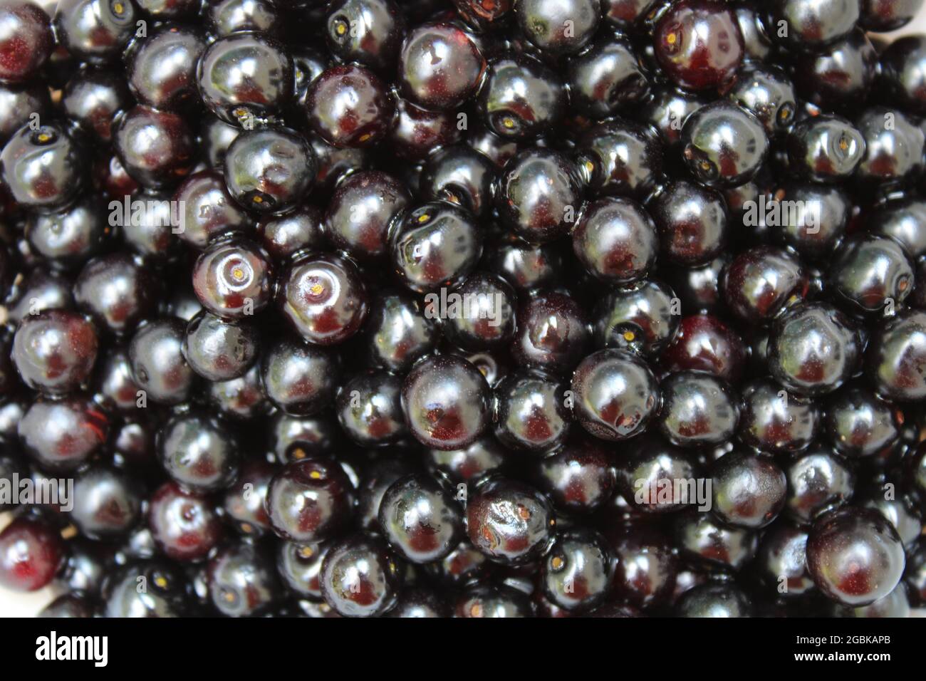 Wild black cherry prunus serotina hi-res stock photography and images ...