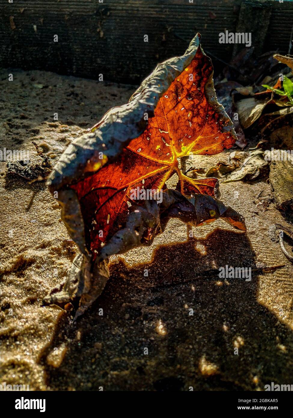Dry leaf being lit by the sun and showing its beautiful texture Stock ...