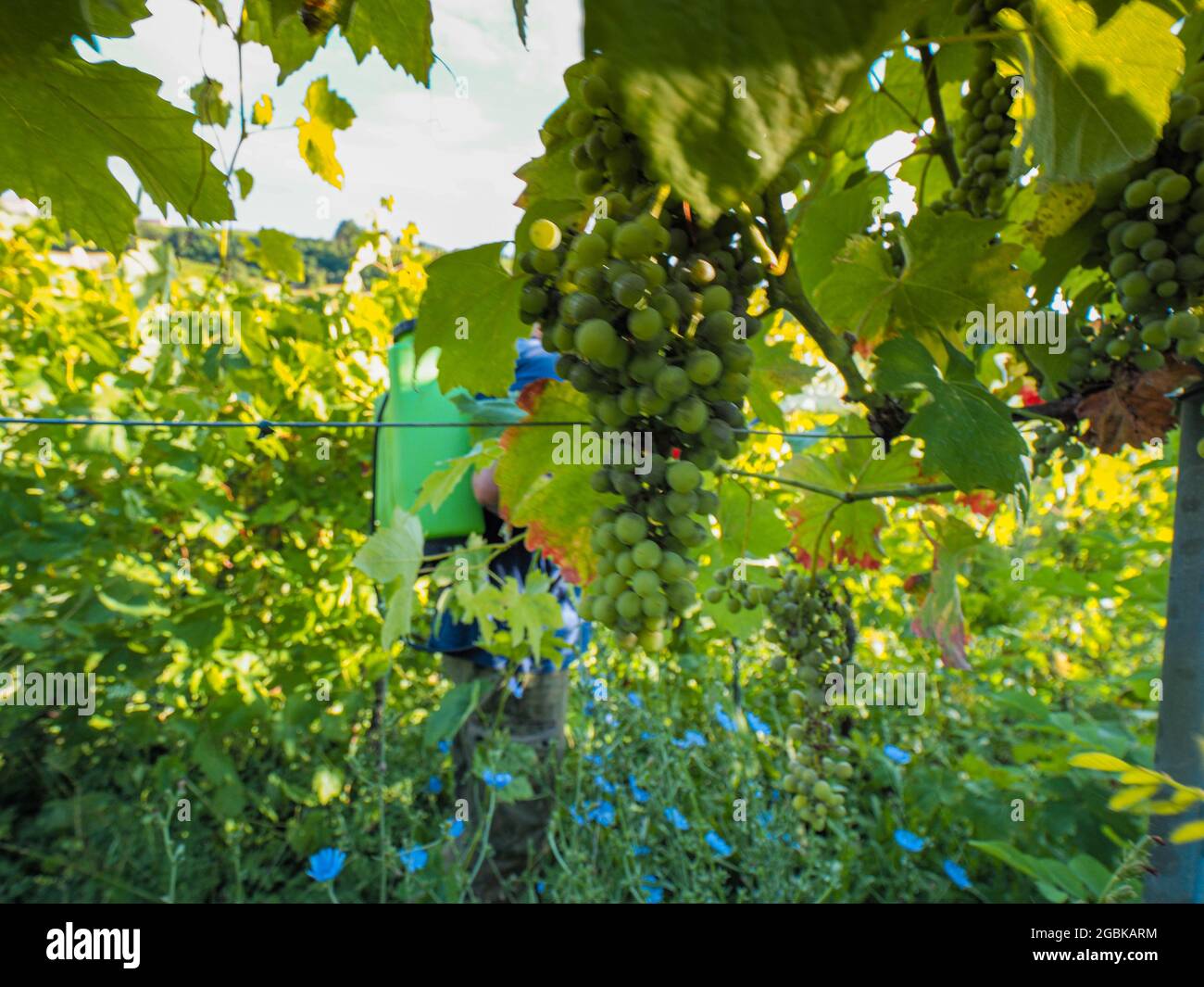 farmer spraying fungicide to organic grape vines Stock Photo - Alamy