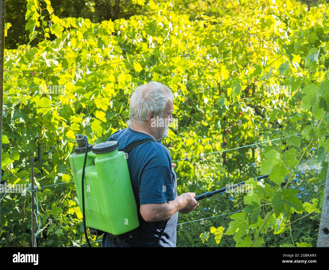farmer spraying fungicide to organic grape vines Stock Photo - Alamy