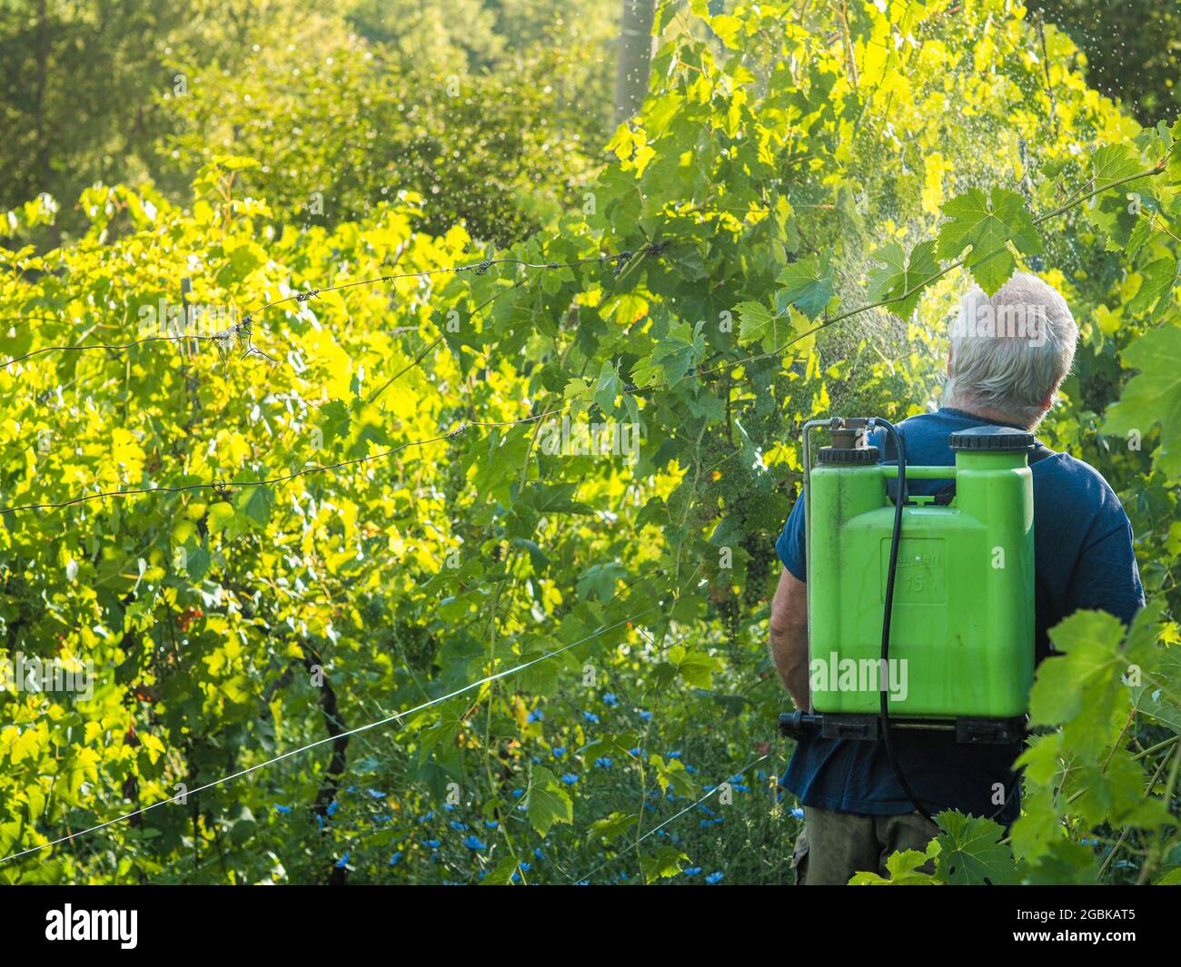 farmer spraying fungicide to organic grape vines Stock Photo - Alamy