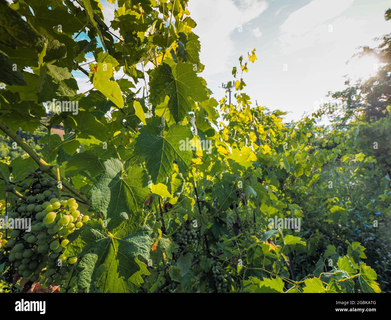 farmer spraying fungicide to organic grape vines Stock Photo - Alamy