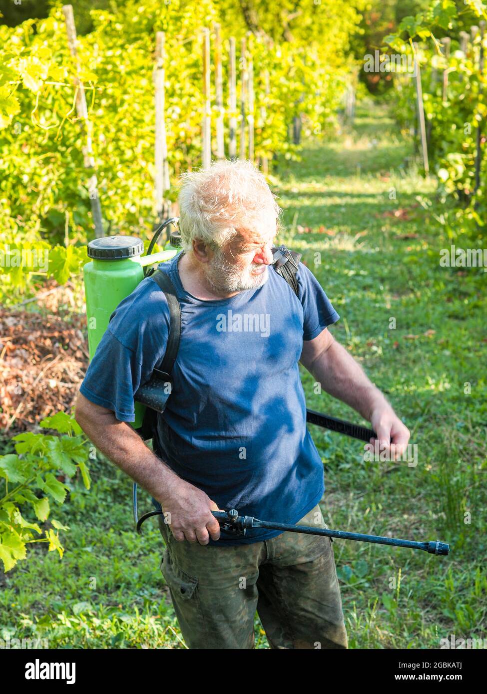 farmer spraying fungicide to organic grape vines Stock Photo - Alamy