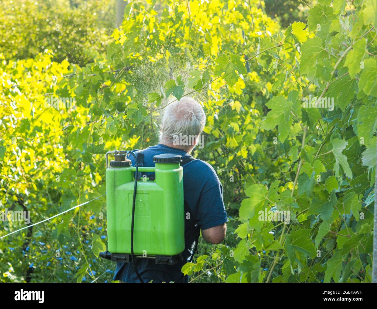 farmer spraying fungicide to organic grape vines Stock Photo - Alamy