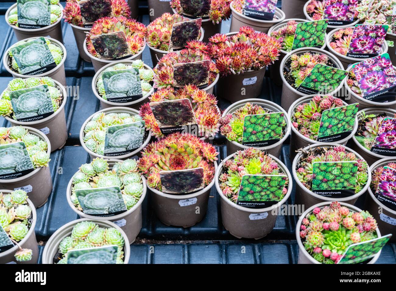 Alpine plants in rockery hi-res stock photography and images - Alamy