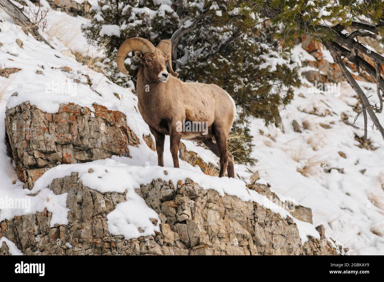 Sheep on a cliff edge hi-res stock photography and images - Alamy