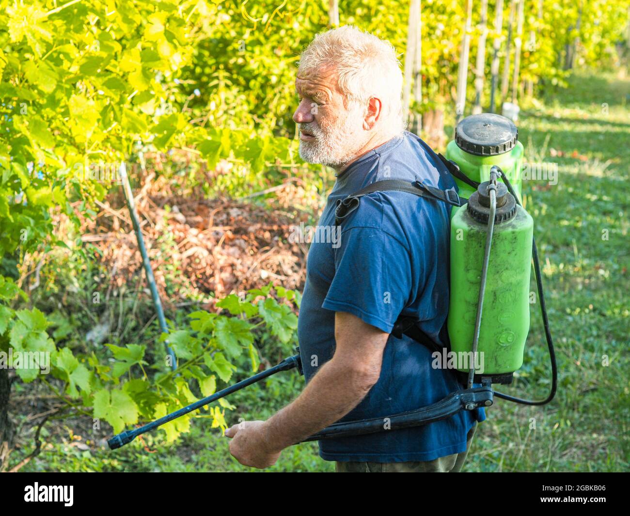 farmer spraying fungicide to organic grape vines Stock Photo - Alamy