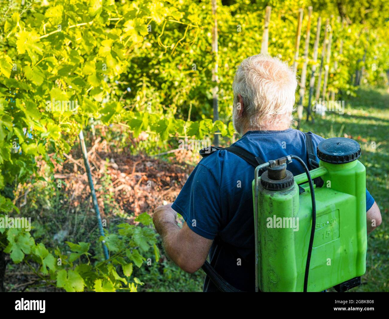 farmer spraying fungicide to organic grape vines Stock Photo - Alamy