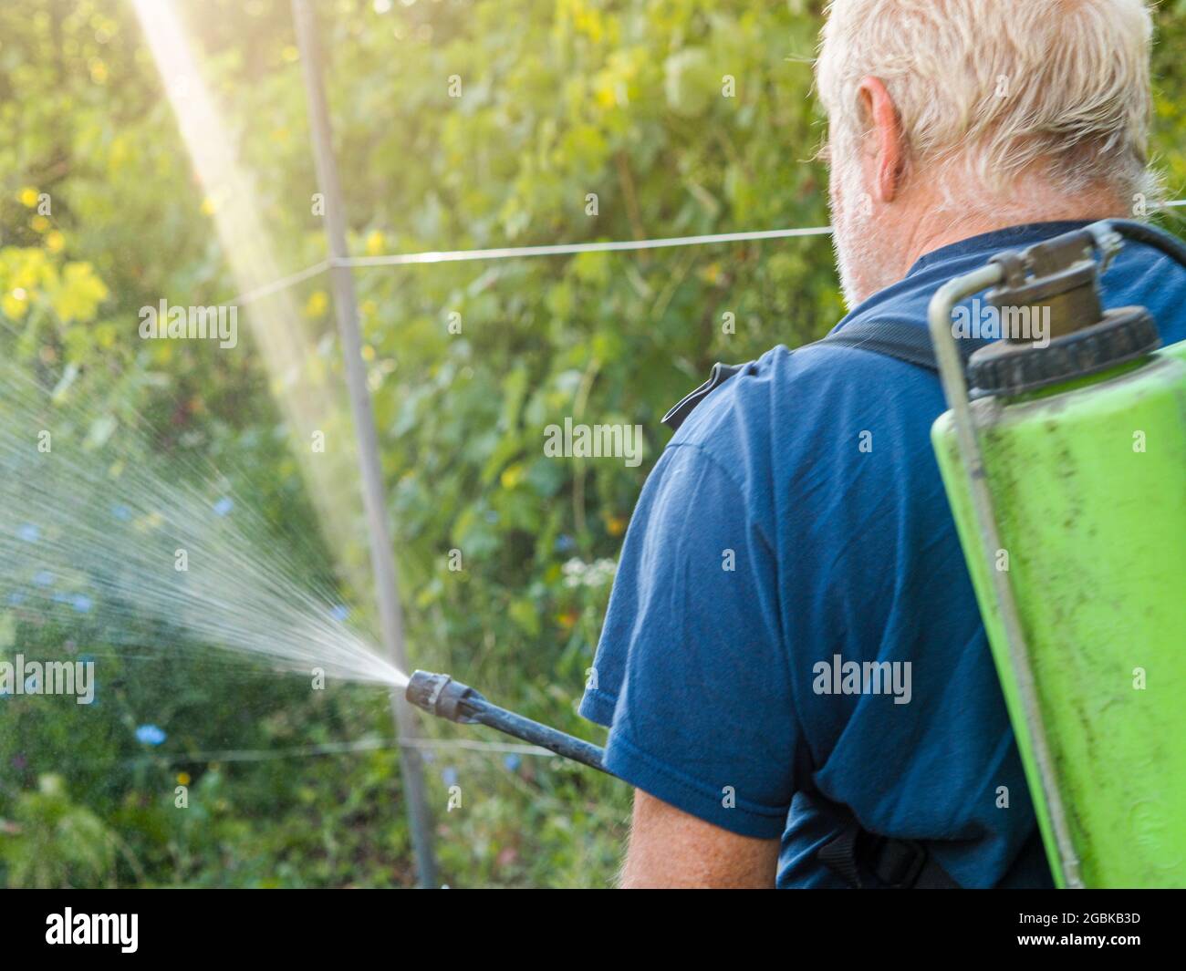 farmer spraying copper fungicide to organic vines Stock Photo - Alamy