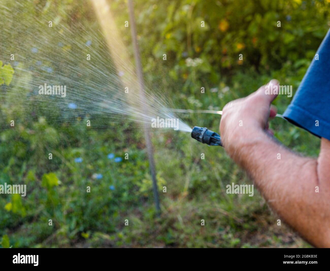 farmer spraying copper fungicide to organic vines Stock Photo - Alamy