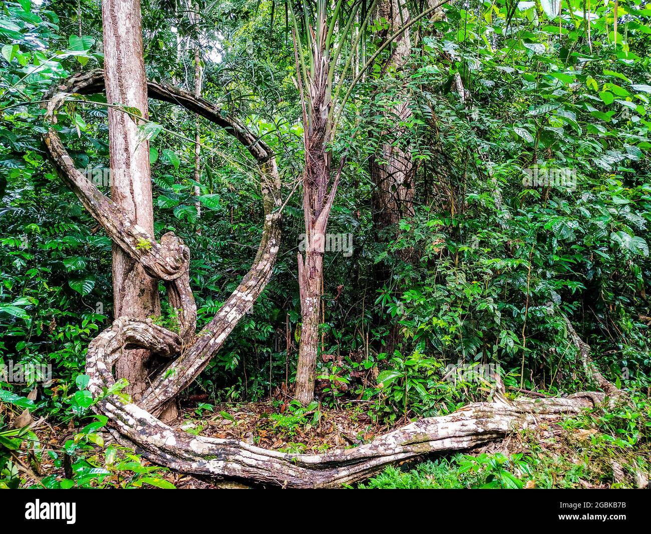 Brazilian trees in the middle of the Amazon forest Stock Photo - Alamy