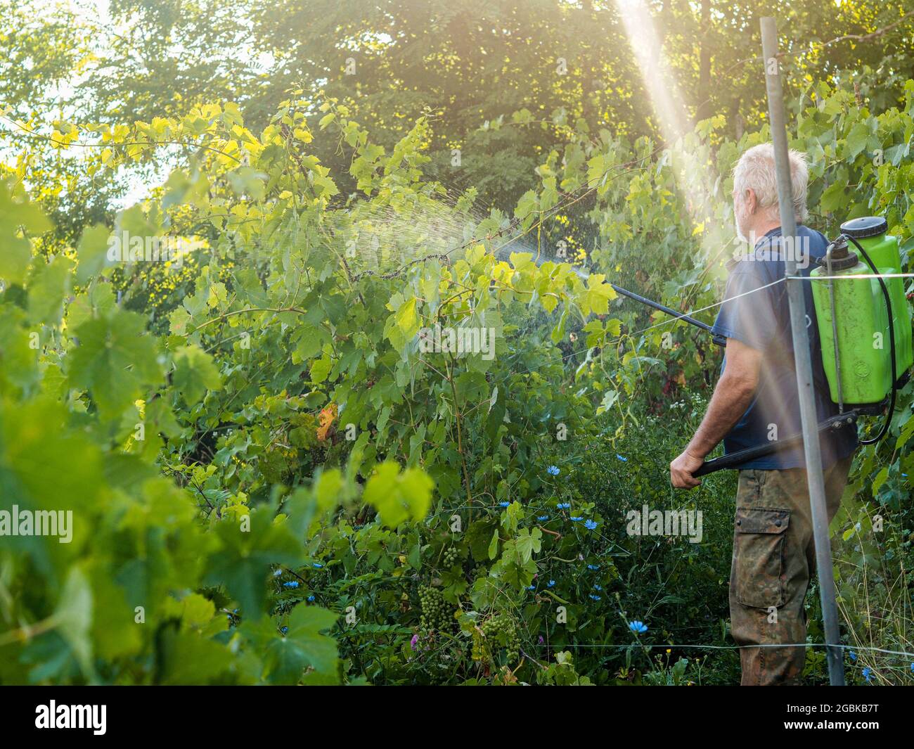 farmer spraying copper fungicide to organic vines Stock Photo - Alamy