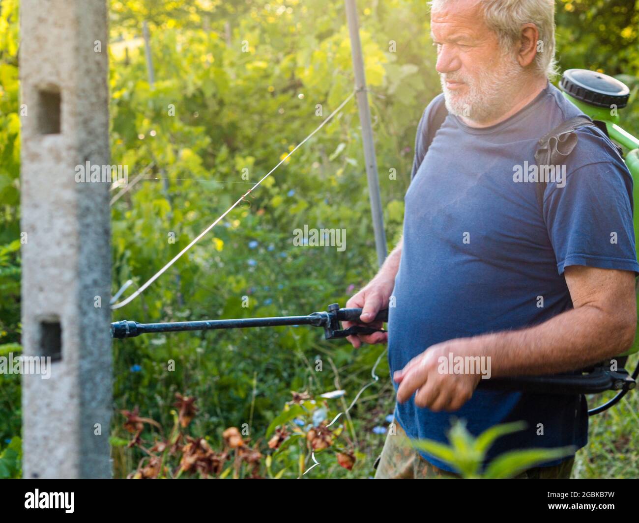 farmer spraying copper fungicide to organic vines Stock Photo - Alamy