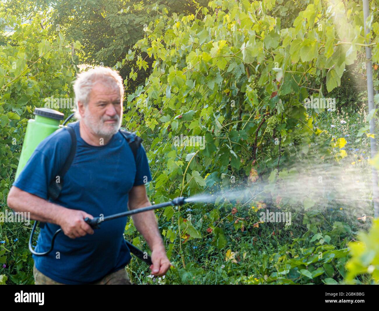 farmer spraying copper fungicide to organic vines Stock Photo - Alamy