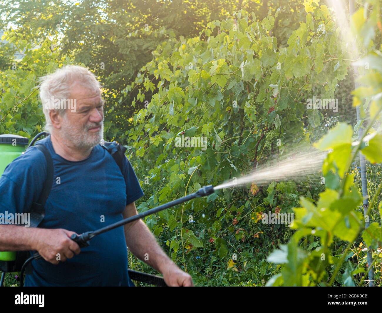 farmer spraying copper fungicide to organic vines Stock Photo - Alamy