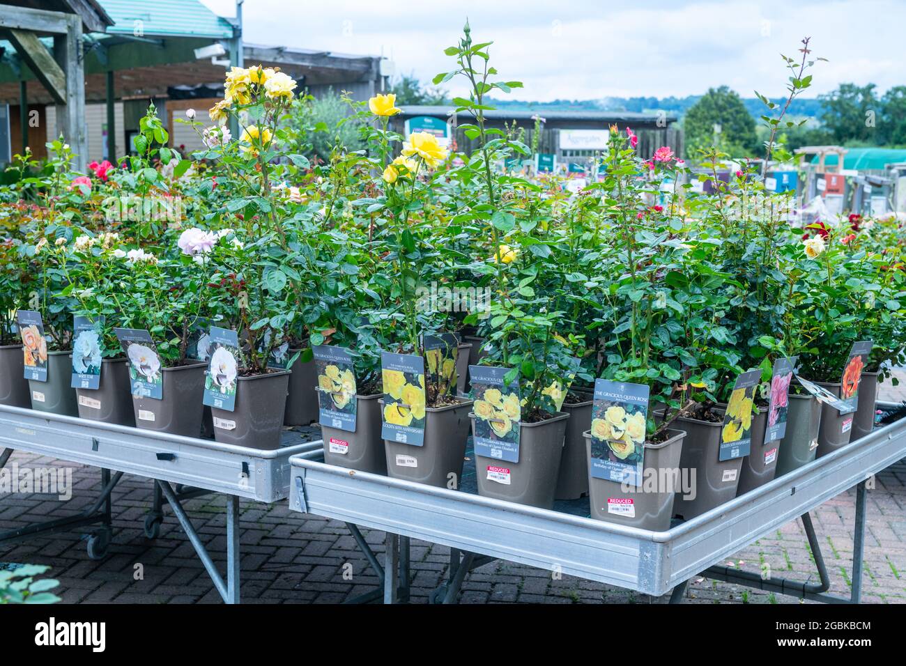 Rose display at garden centre Stock Photo - Alamy