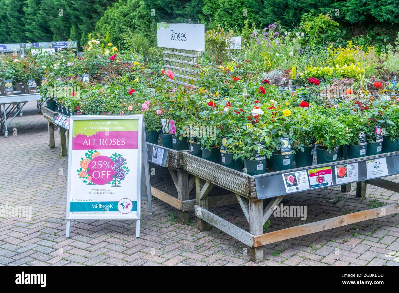 Rose display at garden centre Stock Photo - Alamy