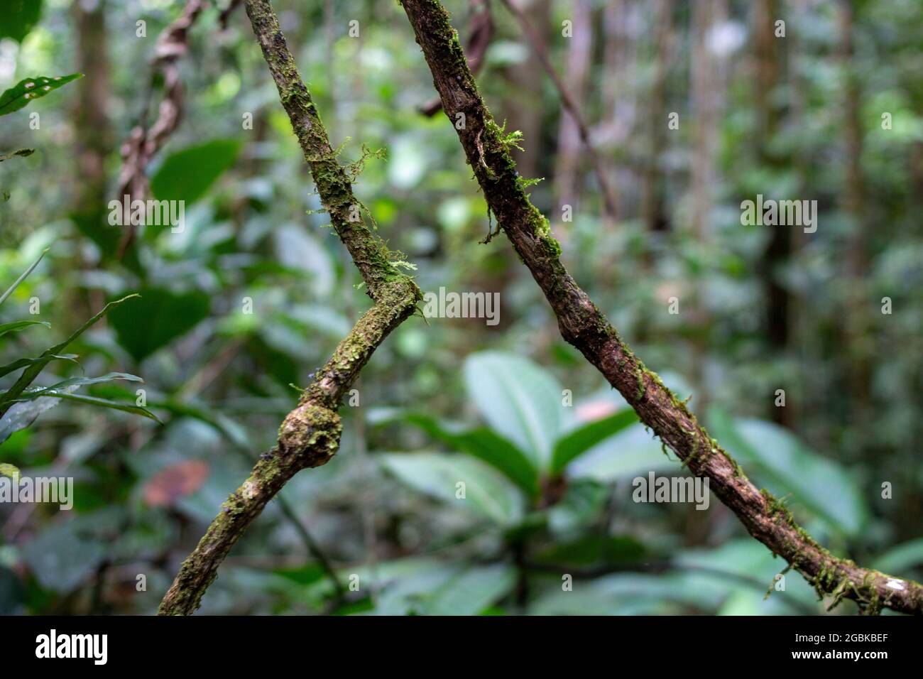Brazilian trees in the middle of the Amazon forest Stock Photo - Alamy