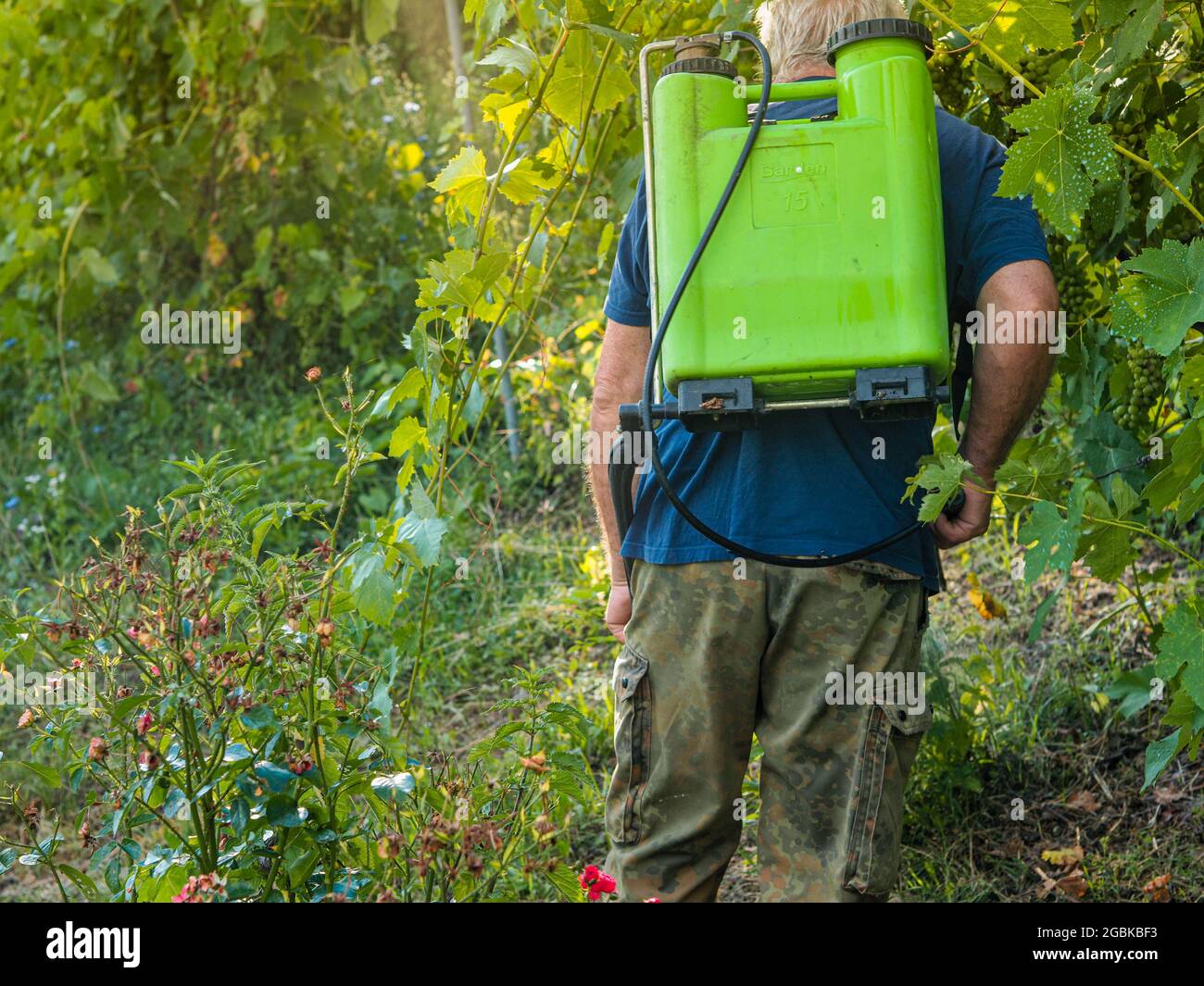 farmer spraying copper fungicide to organic vines Stock Photo - Alamy