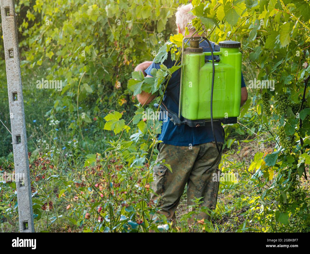 farmer spraying copper fungicide to organic vines Stock Photo - Alamy