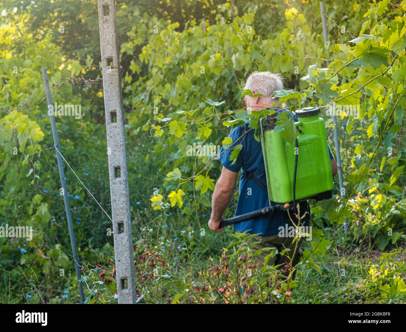 farmer spraying copper fungicide to organic vines Stock Photo - Alamy