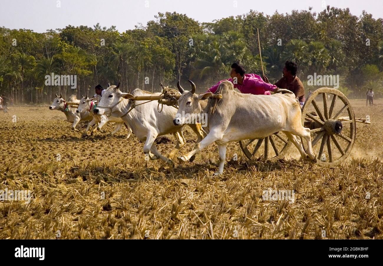 The bullock cart race, or ‘Gorur Gari Dabor’, is a common and ...