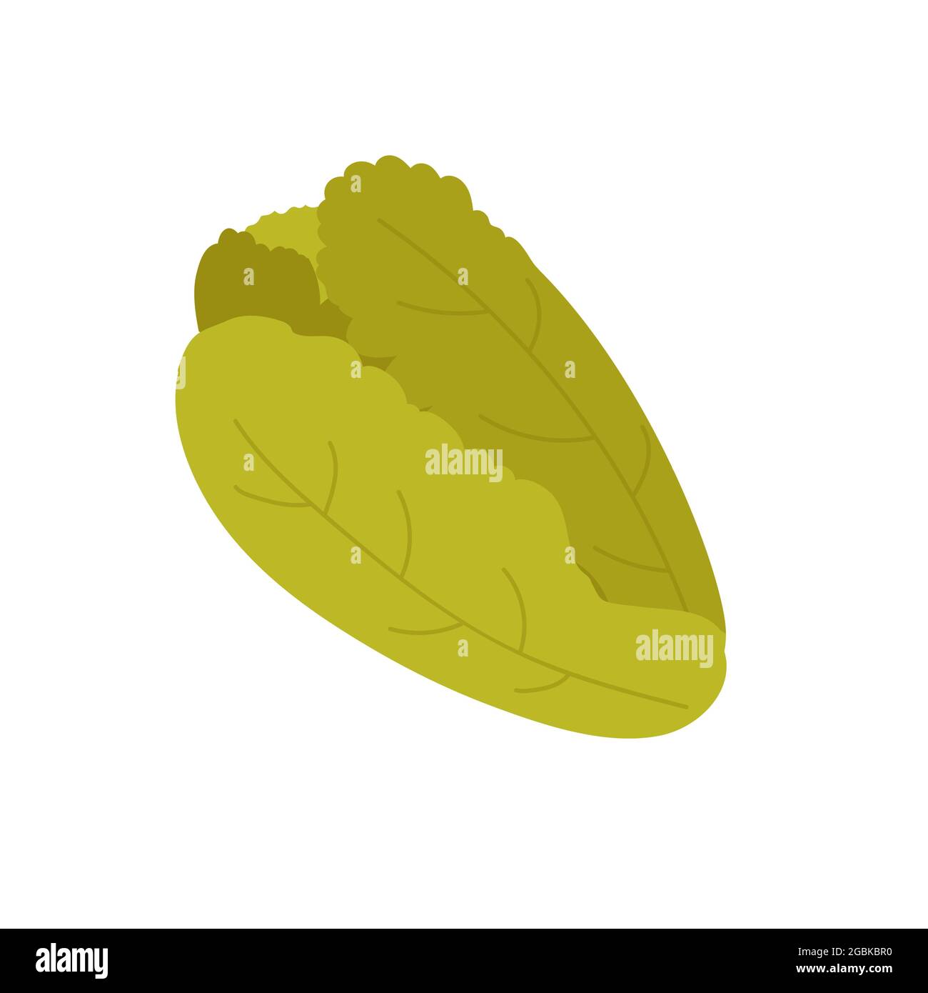 Napa or chinese cabbage vegetable fresh product, organic farm food ...