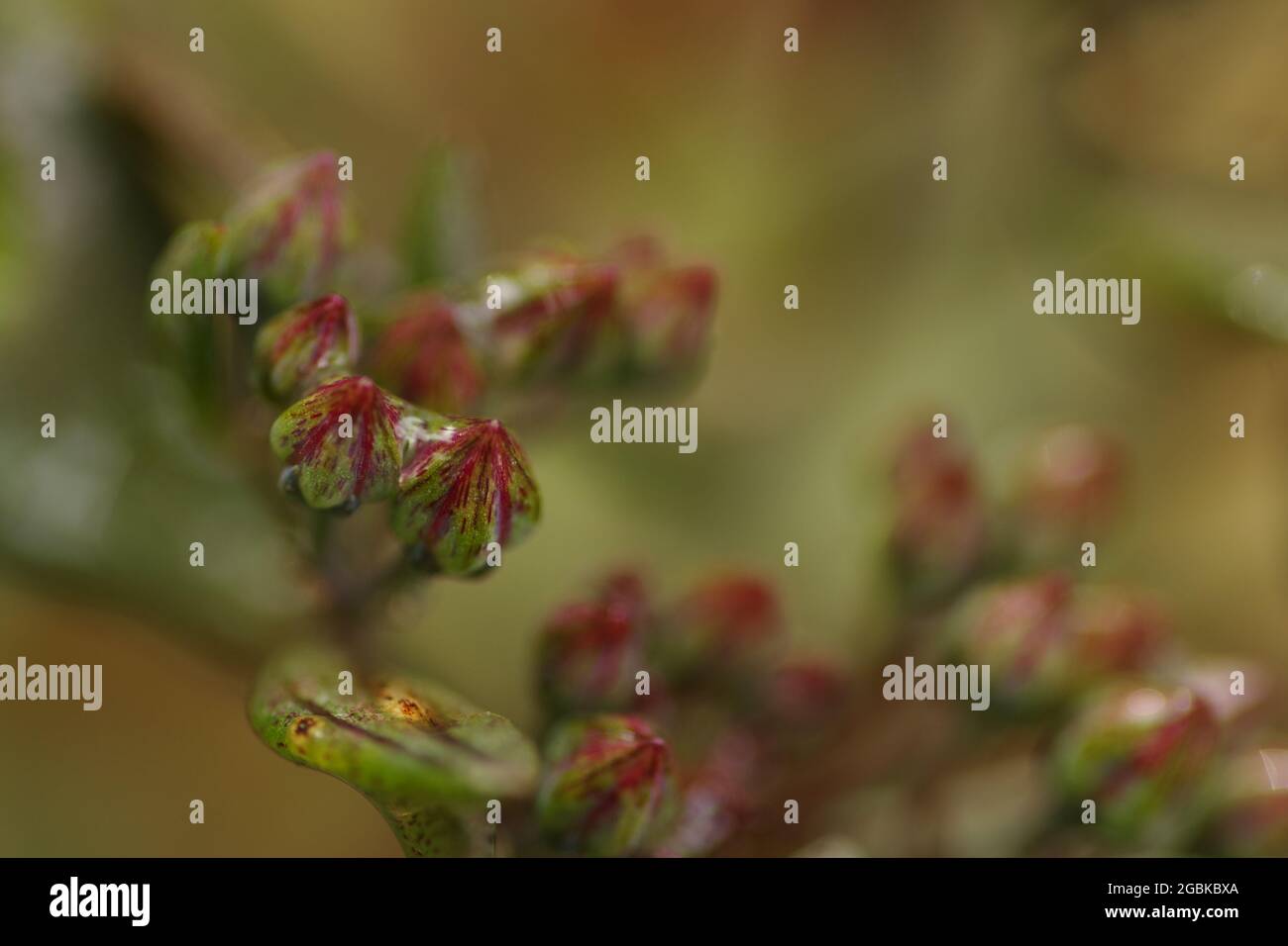 Close-up of a succulent plant covered with buds Stock Photo - Alamy