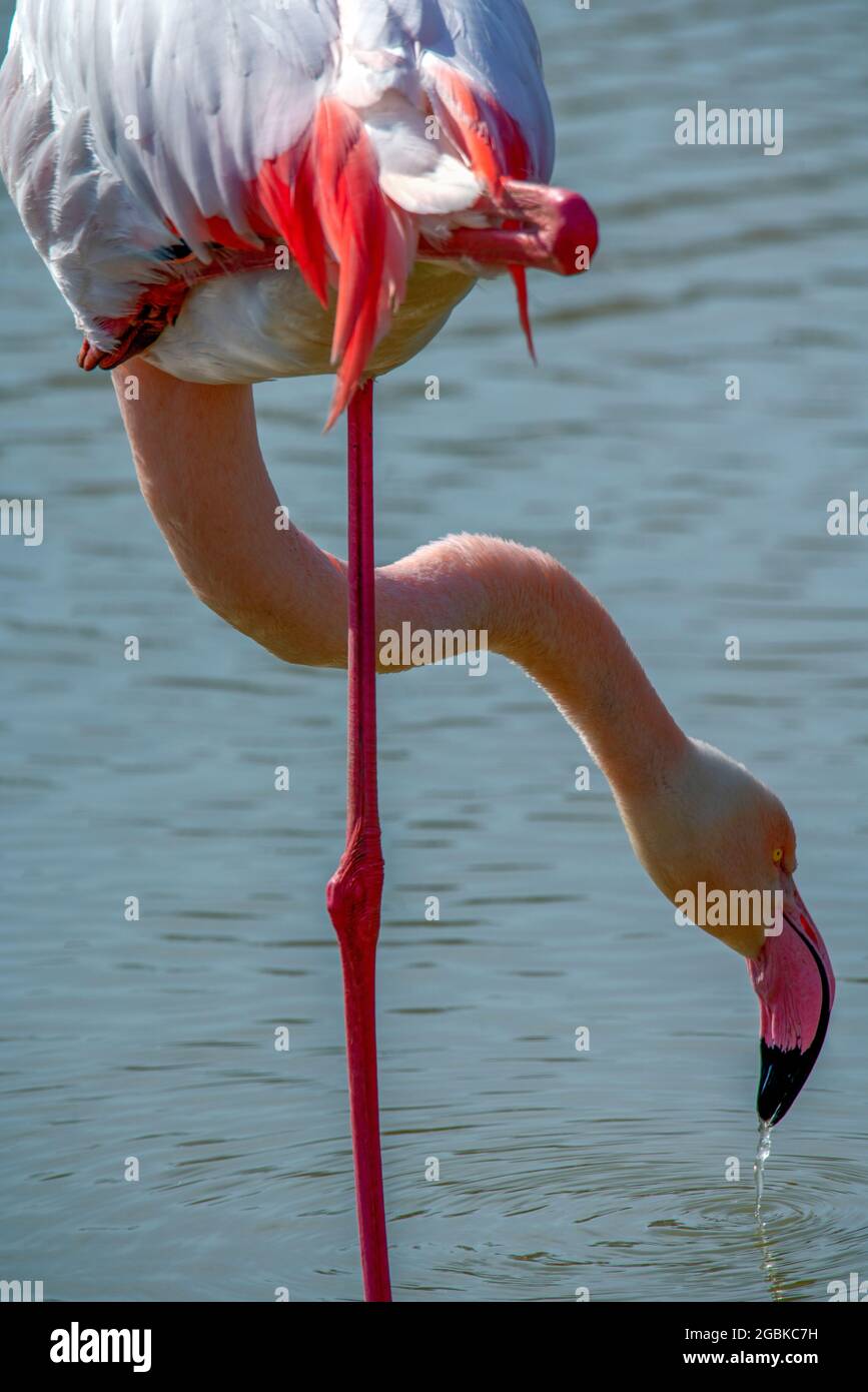 A PINK FLAMINGO TAKES HIS HEAD OUT OF THE WATER Stock Photo - Alamy