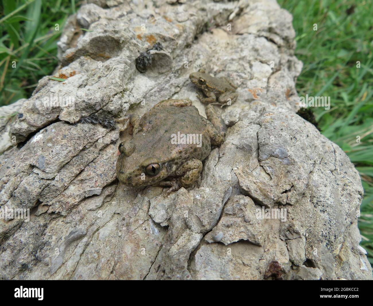 Two common midwife toad (Alytes obstetricans), Sapo partero Stock Photo ...