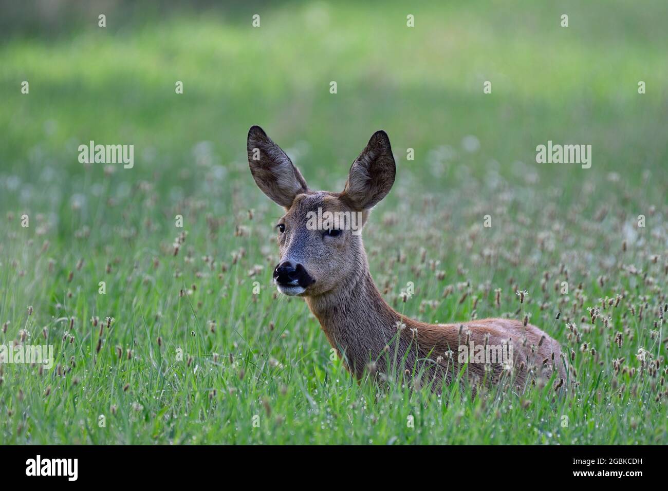 Vienna, Austria. Roe Deer (Capreolus capreolus) at the Vienna Central ...