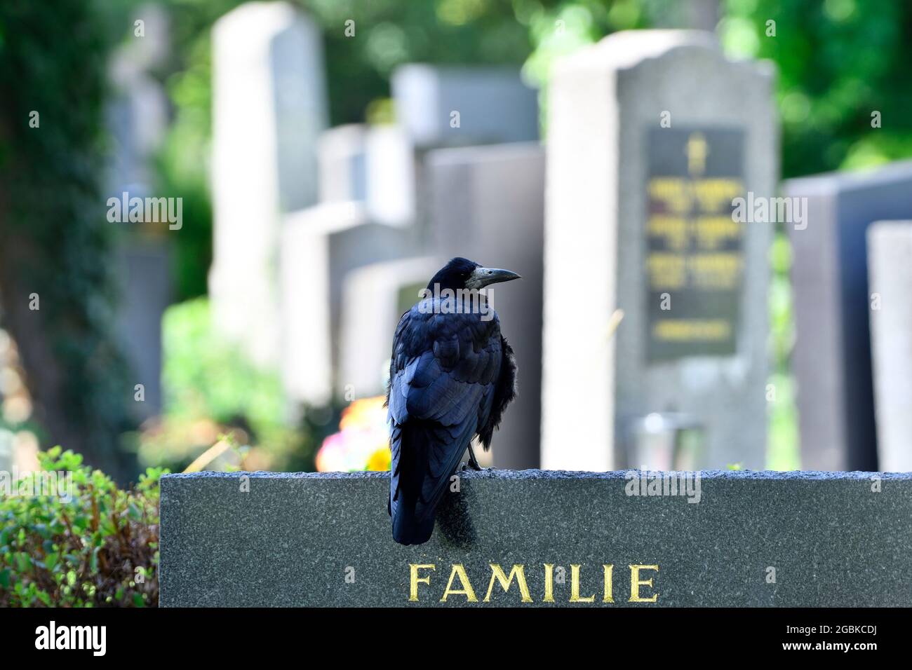 Vienna, Austria. Crow (Corvus) at the Vienna Central Cemetery Stock ...