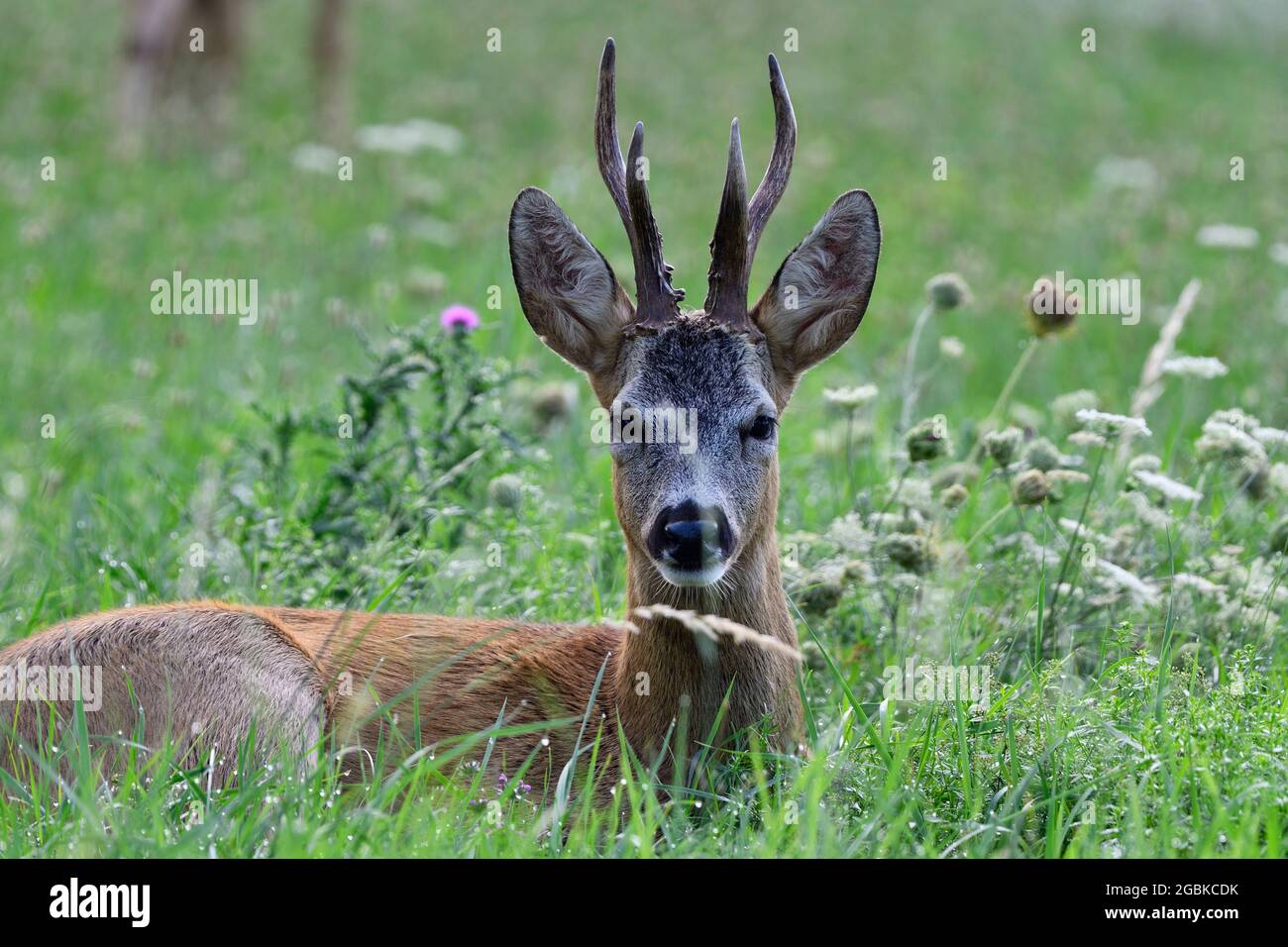Buck (capreolus capreolus) roe deer hi-res stock photography and images ...